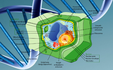 Cell Metaphor Project: Computer by Benjamin Cohen-Wang on Prezi