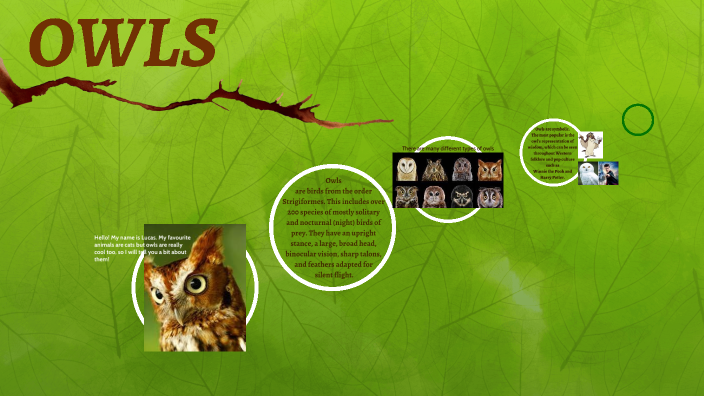 The Owl by Sarah Kurvinen on Prezi