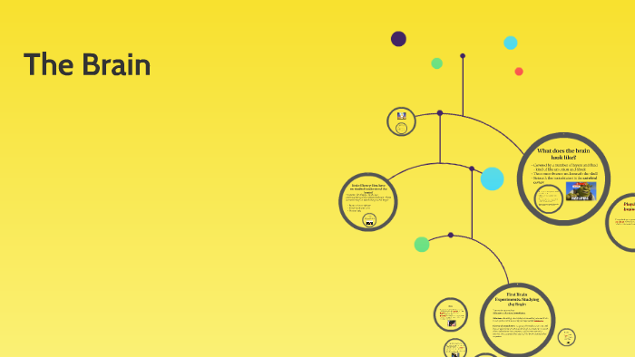 The Brain: Introduction by Maxine Runting on Prezi