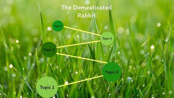 Domestication of the rabbit by Jordan Van Pykstra on Prezi