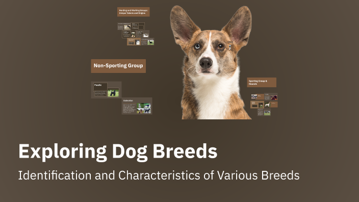 Exploring Dog Breeds by Bailee Christensen on Prezi