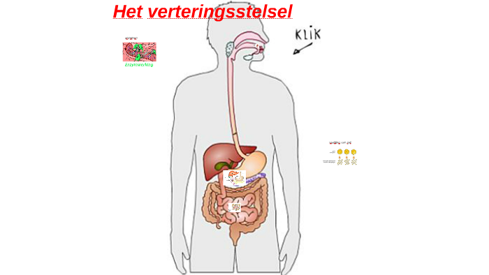 het verteringsstelsel by anouk kersten on Prezi