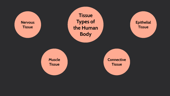 Tissue Concept Map by Lillian Wise on Prezi