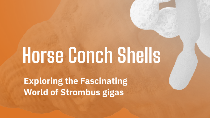 Horse Conch Shells by zahraa Ghanim on Prezi