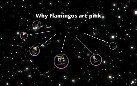 pink flamingo myth by olivier thivierge on Prezi