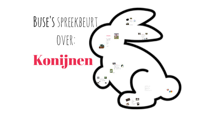 Buse's spreekbeurt: konijn by gokce isik on Prezi