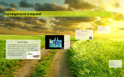 Què són les tràquees? by Lucia Codina on Prezi