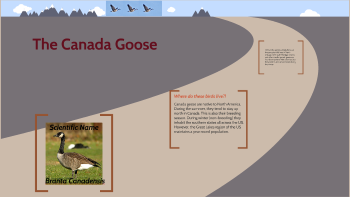 The Canada Goose by Curtis Poole