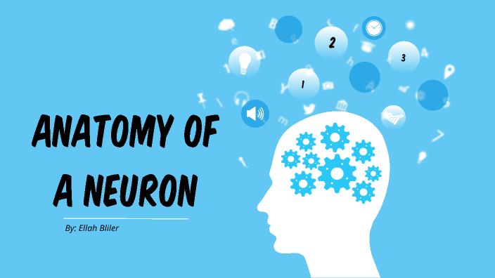 Anatomy of a Neuron by Ellah Bliler on Prezi