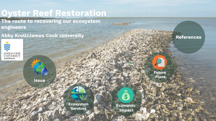Oyster Reef Restoration The route to recovering our ecosystem engineers ...