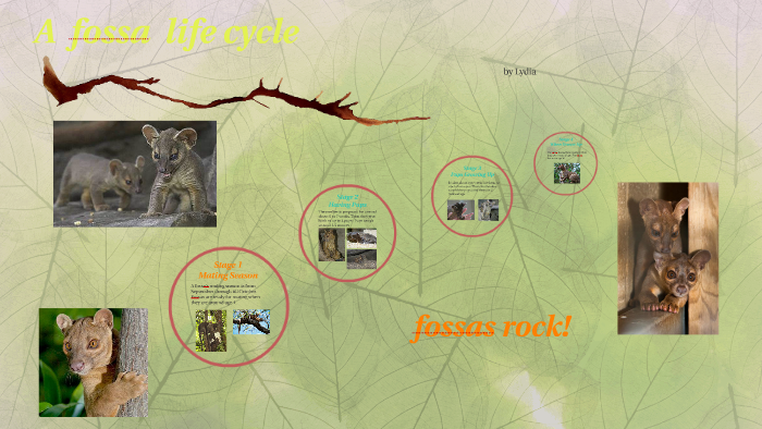 A Fossa's life cycle by Student Group 4 CSCC on Prezi
