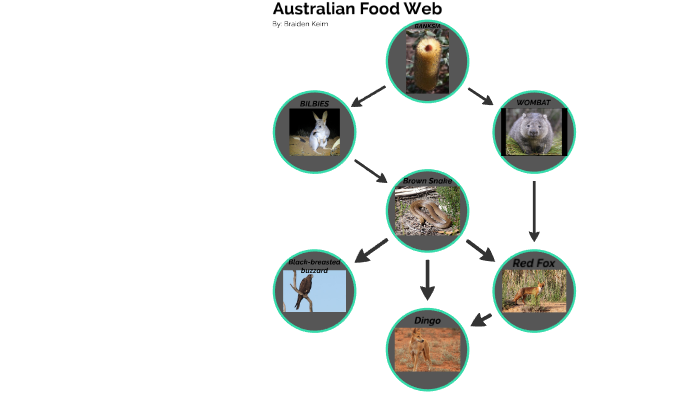 Australian Food Web by Braiden Keim on Prezi