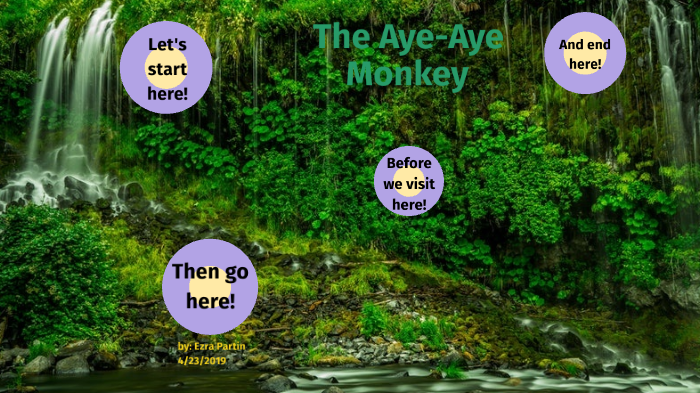 The Aye-Aye Monkey by Ezra Partin on Prezi
