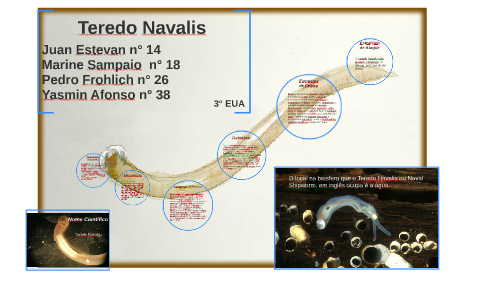 Teredo Navalis by juan estevan on Prezi
