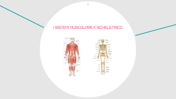 I SISTEMI MUSCOLARE E SCHELETRICO by Alice Sagliani on Prezi