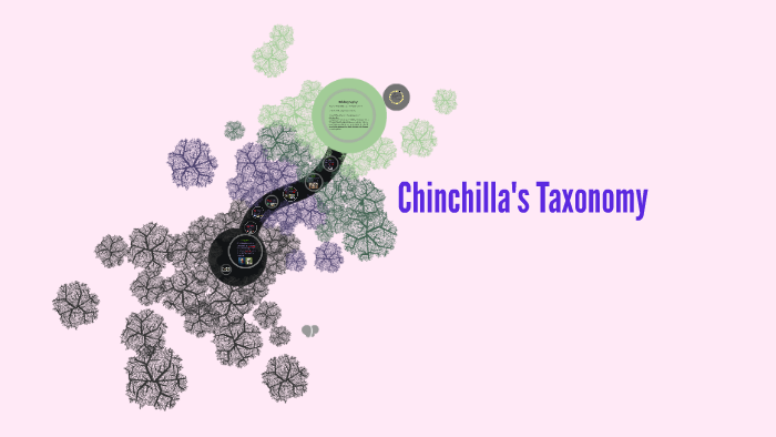 Chinchilla's Taxonomy by Sarah L on Prezi