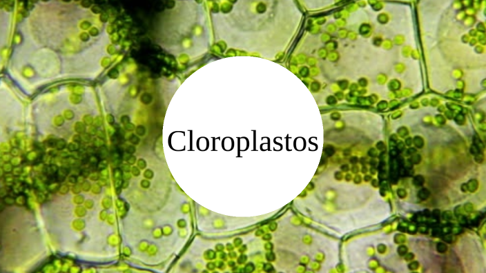 cloroplastos by fernanda osorio on Prezi