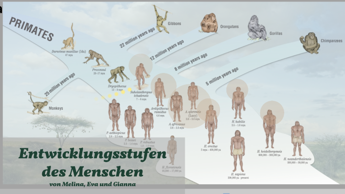 menschenaffen by Gianna Reister on Prezi