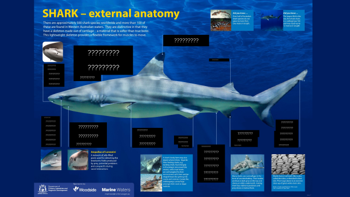Parts of a Shark by Jacinda Rodriguez on Prezi