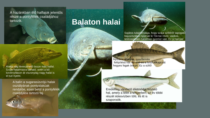 Balaton halai by Tuboly Benjámin on Prezi