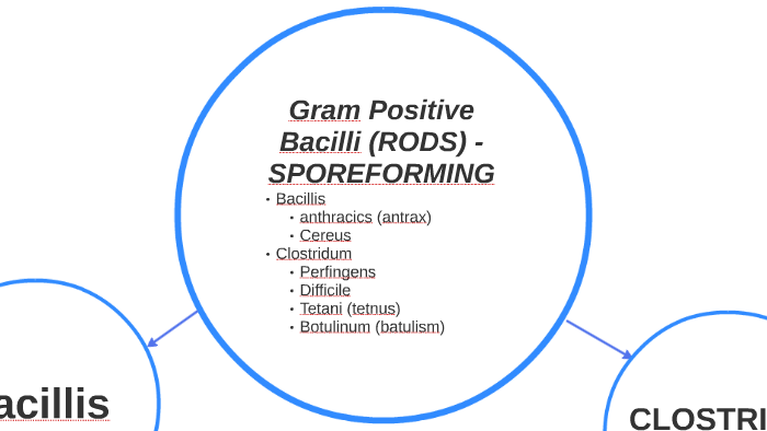 Gram Positive Bacilli (RODS) by Kelly DeMeo on Prezi Next