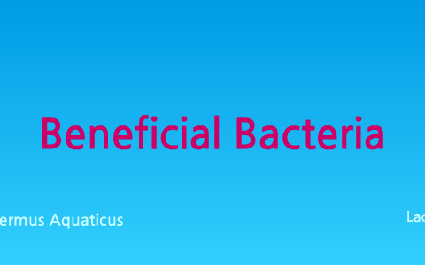 Beneficial vs. Harmful Bacteria by Rachel Hastings on Prezi
