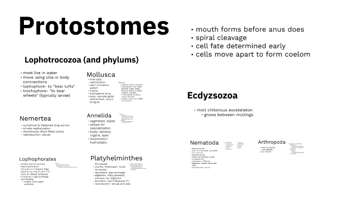 Protostomes by Emily Berry on Prezi