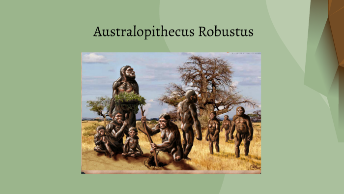 Australopithecus Robustus by lisa atkinson