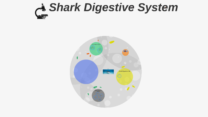 Shark digestive system by Mubeen Hasan on Prezi
