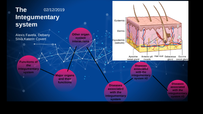 Human Body Systems :Integumentary System by Debany Silva on Prezi