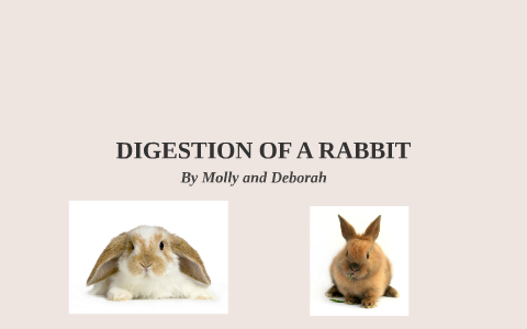 DIGESTION OF A RABBIT by Molly B on Prezi