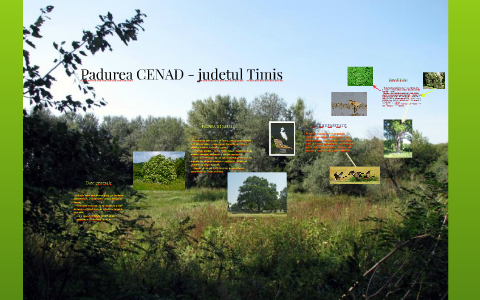 Padurea CENAD - judetul Timis by Andreea Trifan on Prezi Next
