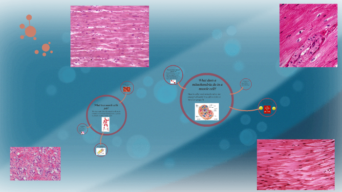 What is a muscle cells job? by Snowstar Leader of sea clan on Prezi
