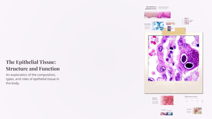 The Epithelial Tissue: Structure and Function by mey ramirez on Prezi