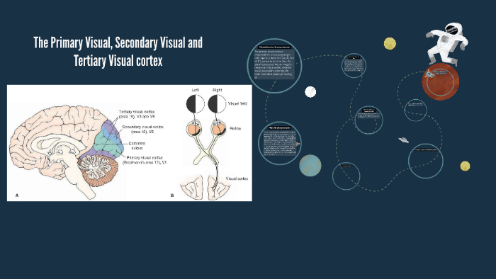 The Primary Visual, Secondary Visual and Tertiary Visual cor by Davian ...