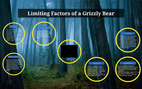 Limiting Factors of a Grizzly Bear by Jumana Mahrous on Prezi