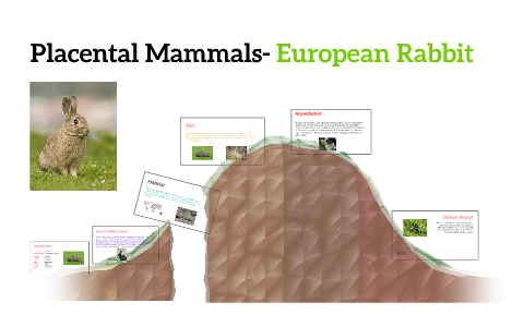 Placental Mammals- European Rabbit by Ashwant Singh on Prezi