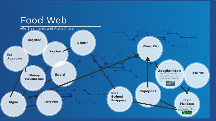 Food Web - Alle Eisenhardt and Aisha Anwer by Alle Eisenhardt on Prezi