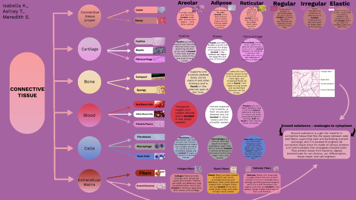 5th Period Connective Tissue Concept Map Project by Ashley Terkpernor ...