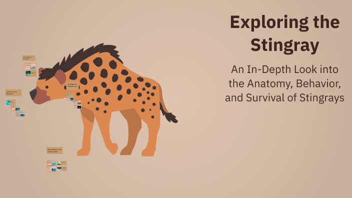 Exploring the Stingray by cayden callier on Prezi