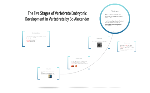 The Five Stages of Vertebrate Embryonic Development in Verte by on Prezi