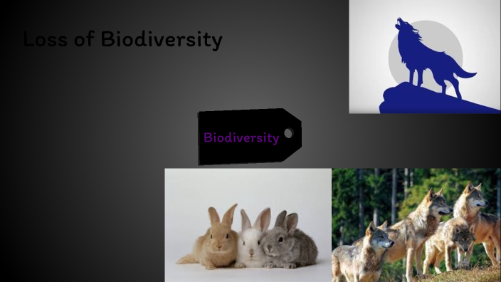 Loss of Biodiversity by Amber Welling on Prezi