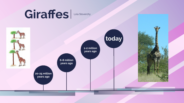 The Evolution of Giraffes by Lola S. on Prezi