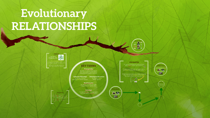Evolutionary Relationships by Maxine Goodwin on Prezi