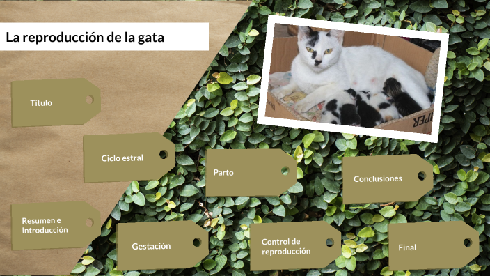 La reproducción de la gata by Virginia María