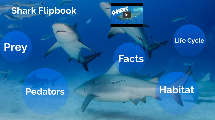 Shark Flipbook by Kim Bates on Prezi