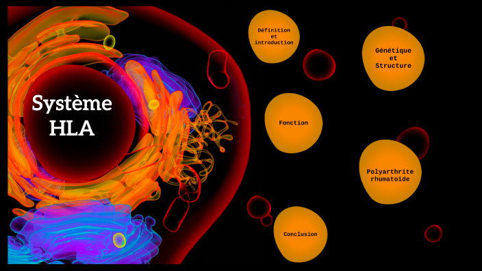 Système HLA by Mathilde Toueix on Prezi