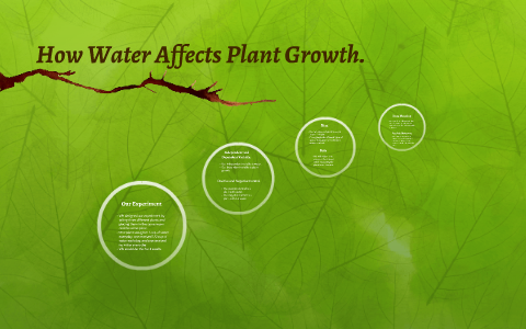 How Water Affects Plant Growth. by Brooklynn Price on Prezi