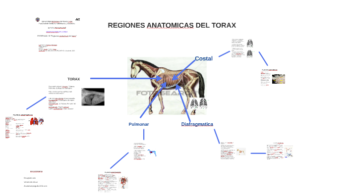REGIONES ANATOMICAS DEL TORAX by Itzy Matinez on Prezi