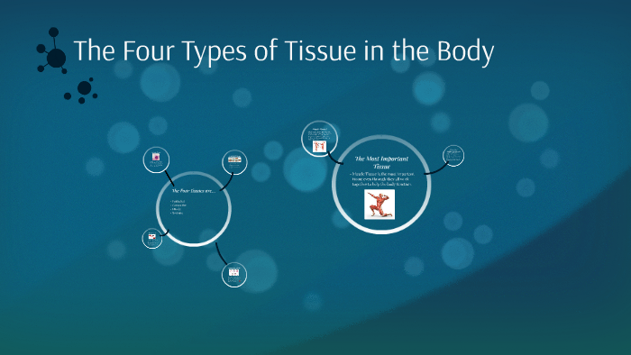 The Four Types of Tissue in the Body by Madison DesChenes on Prezi